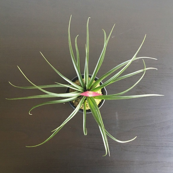 Other | Japanese Moss Ball Kokedama Pink Quill | Poshmark